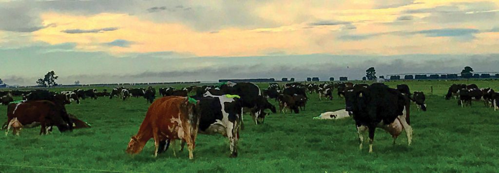 The hidden and often almost invisible disease scourge of Johnes Disease ...