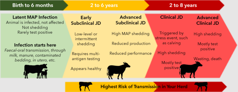 Johne's Disease in Dairy Cows | DRL, New Zealand