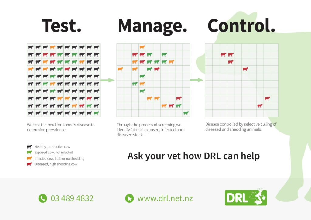 Johne's Disease in Dairy Cows | DRL, New Zealand